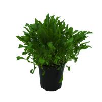 Onze kruiden – Vegobel